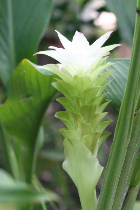 Kurkuma - levné koření s léčivými účinky k nezaplacení!