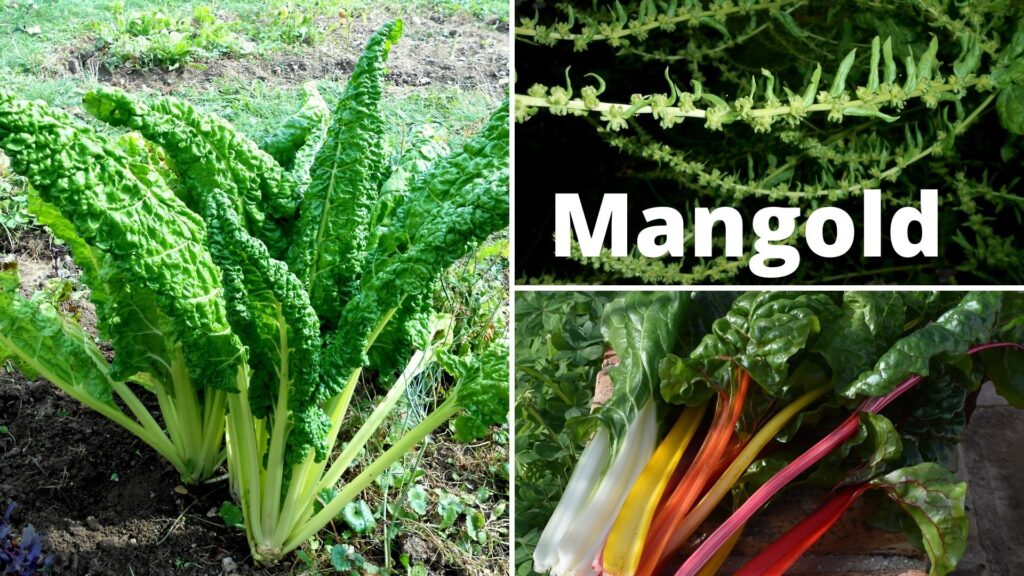 Mangold - skvělá náhrada za špenát?