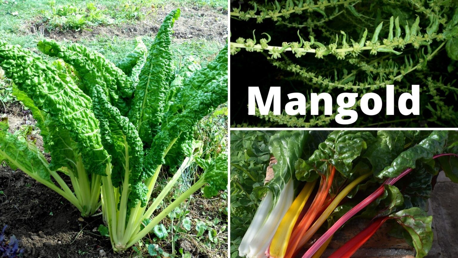 Mangold - skvělá náhrada za špenát?